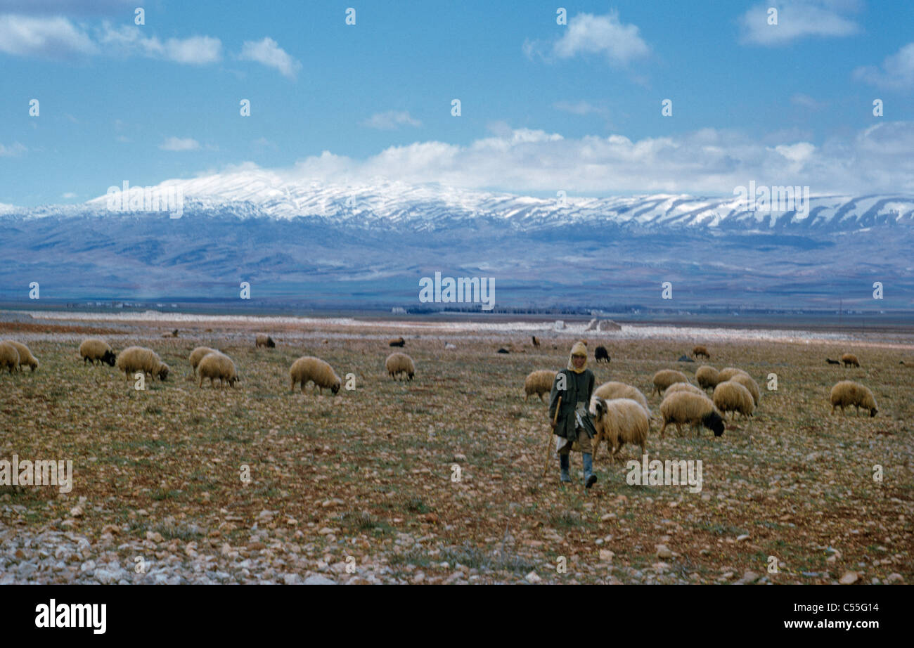 Lebanon, Lebanese Mountains, Shepherd with flock of sheep in pasture ...