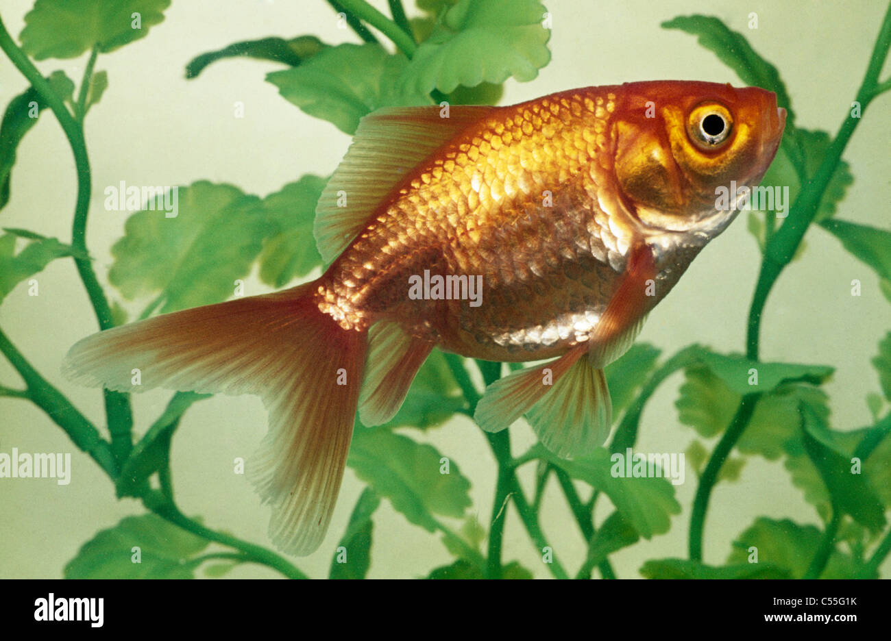 Fantail goldfish hi-res stock photography and images - Alamy