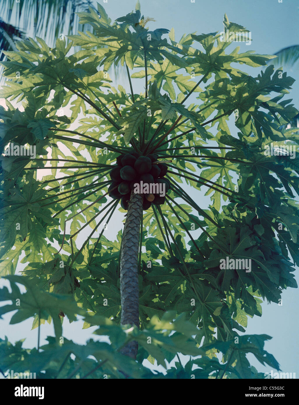 Papaya Tree Fanning Island Kiribati Polynesia Stock Photo - Alamy