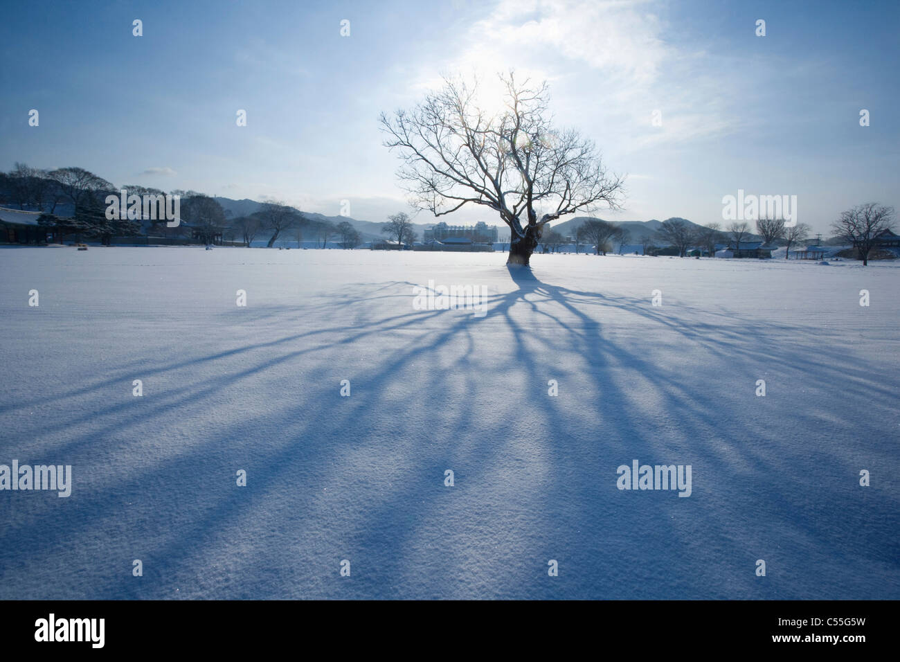 a big tree on snow field Stock Photo - Alamy