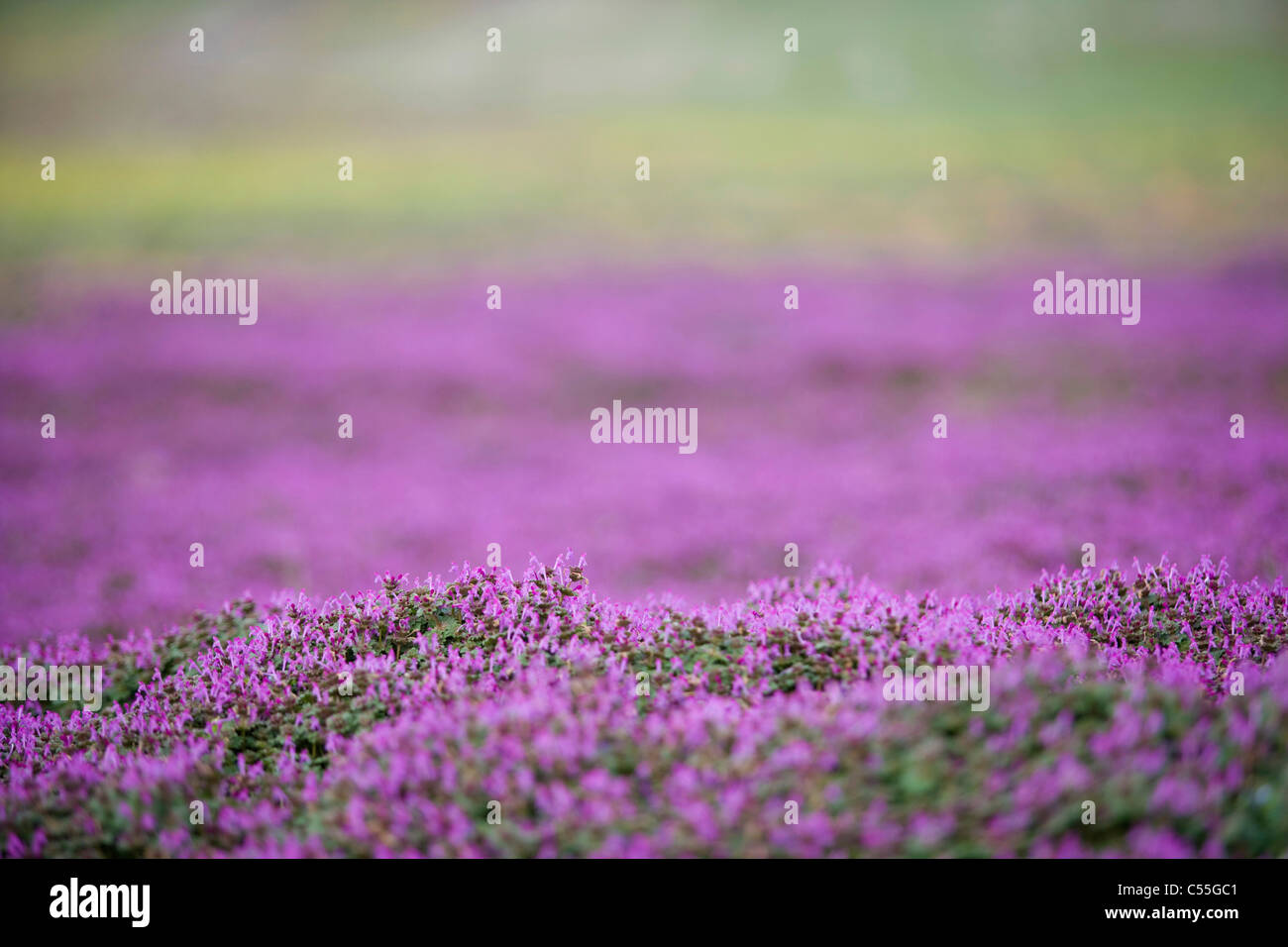 flower field in spring time Stock Photo - Alamy