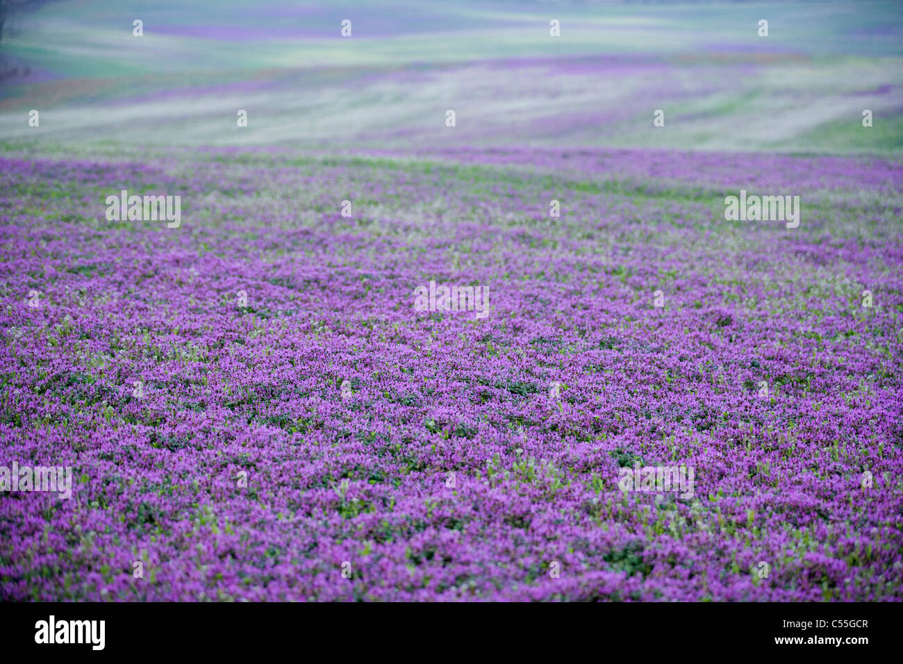 flower field in spring time Stock Photo - Alamy