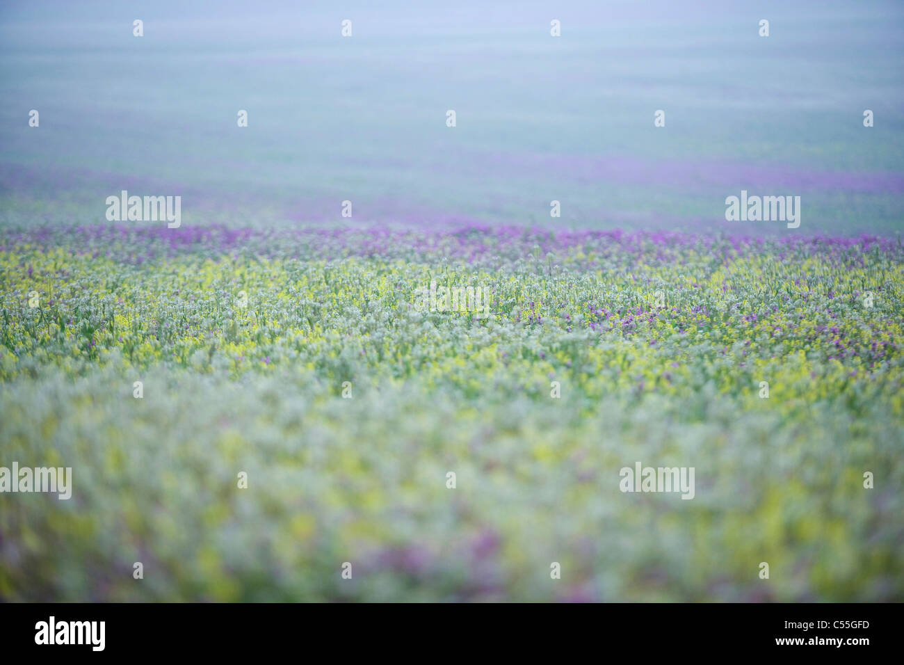 flower field in spring time Stock Photo - Alamy