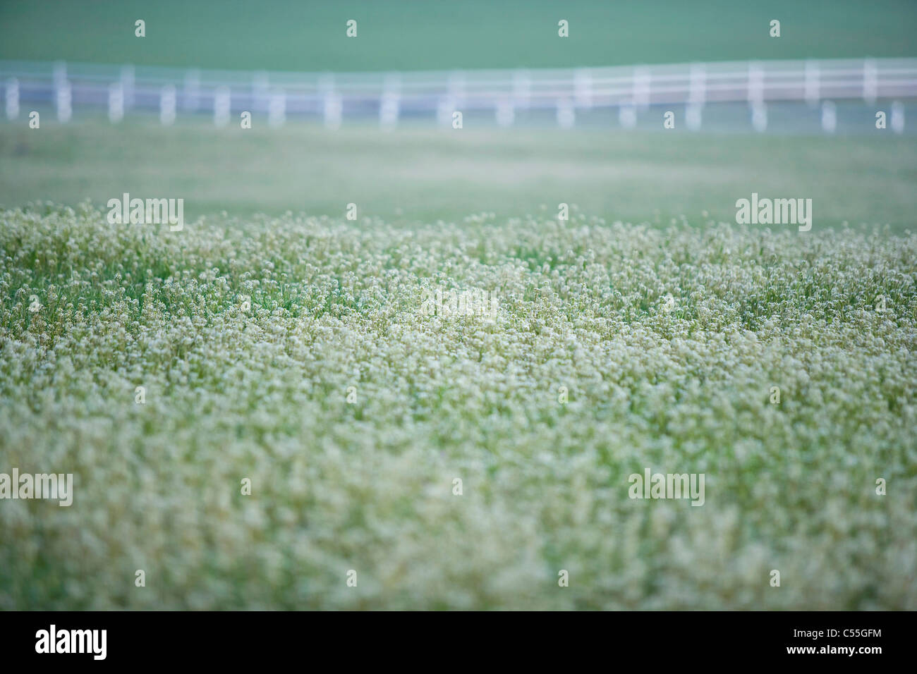 flower field in spring time Stock Photo - Alamy