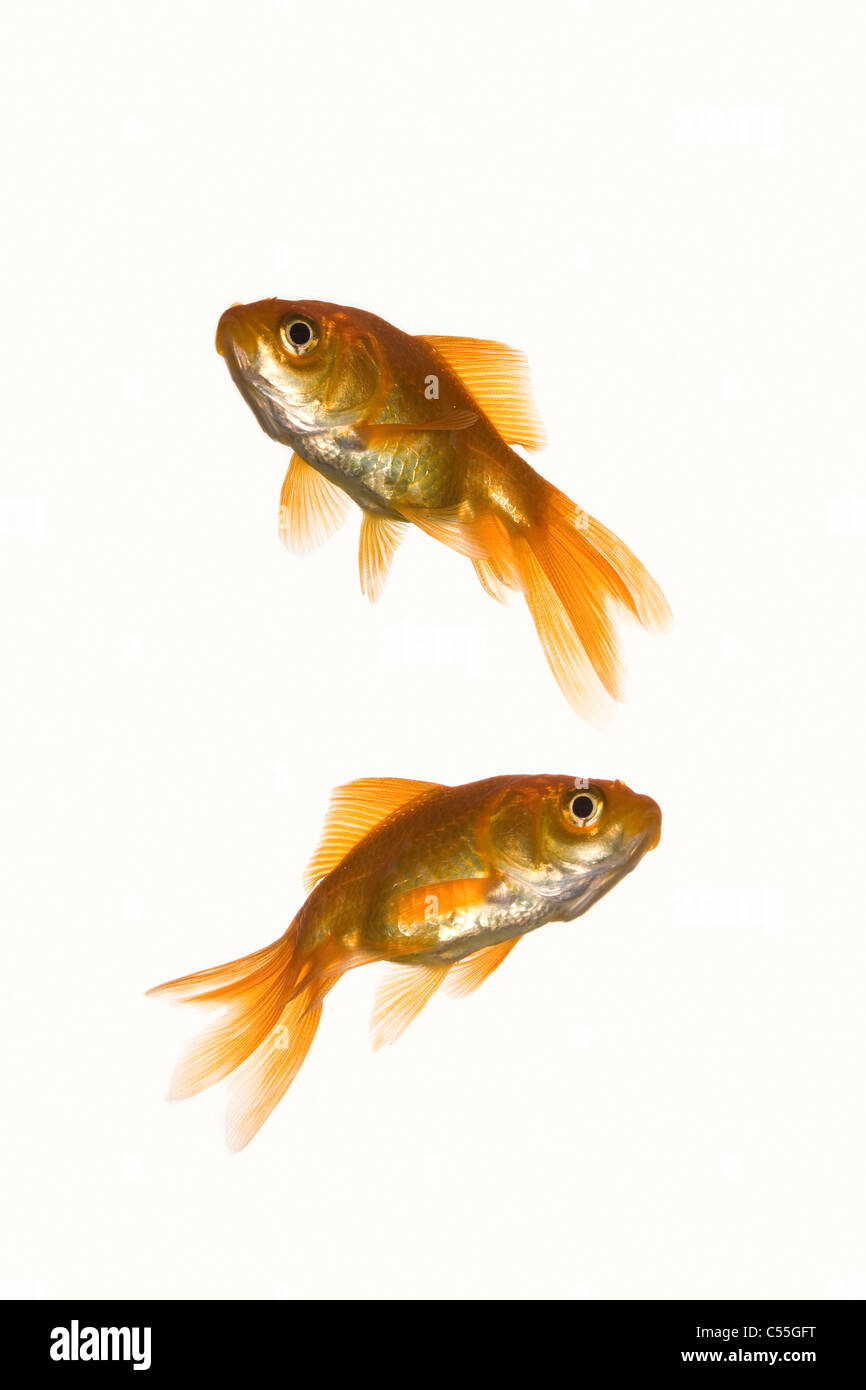 Goldfish hi-res stock photography and images - Alamy