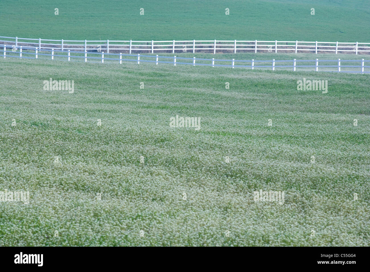 flower field in spring time Stock Photo - Alamy