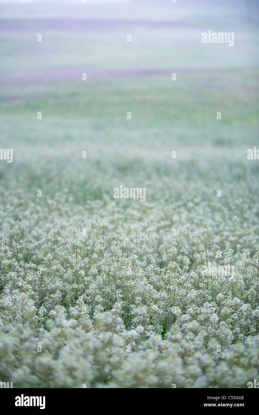flower field in spring time Stock Photo - Alamy