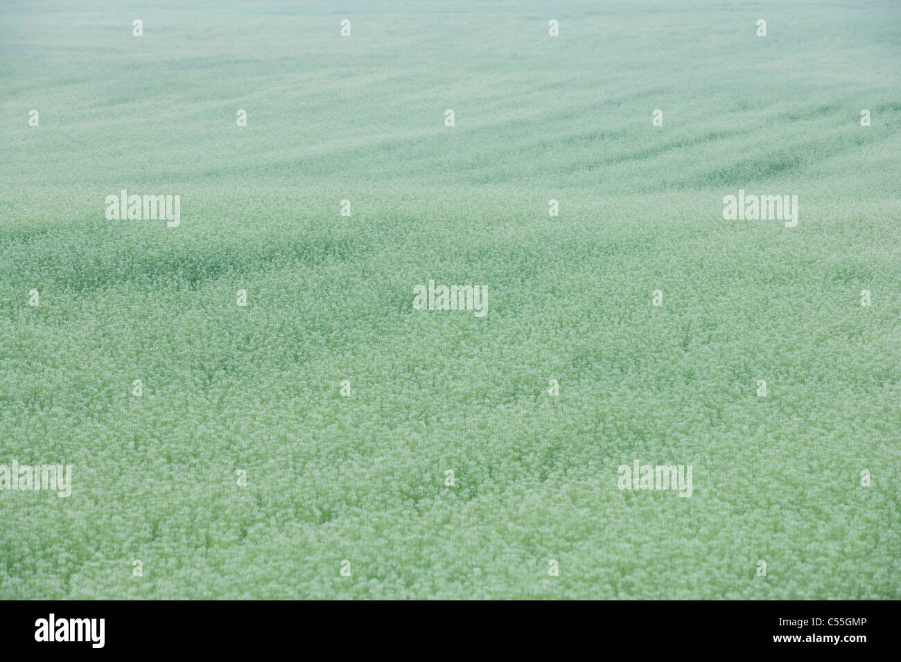 flower field in spring time Stock Photo - Alamy