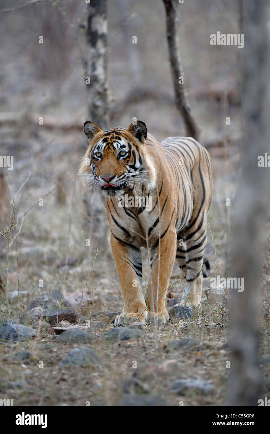 Tiger stalking prey hi-res stock photography and images - Alamy