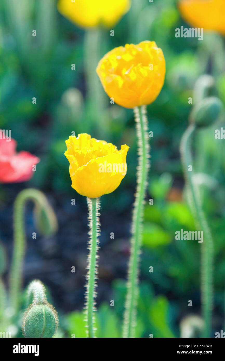 Poppies in spring hi-res stock photography and images - Alamy