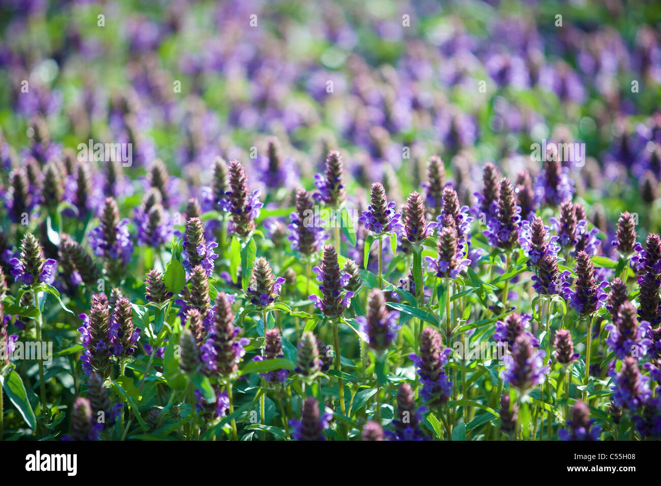 Violet flower field hi-res stock photography and images - Alamy