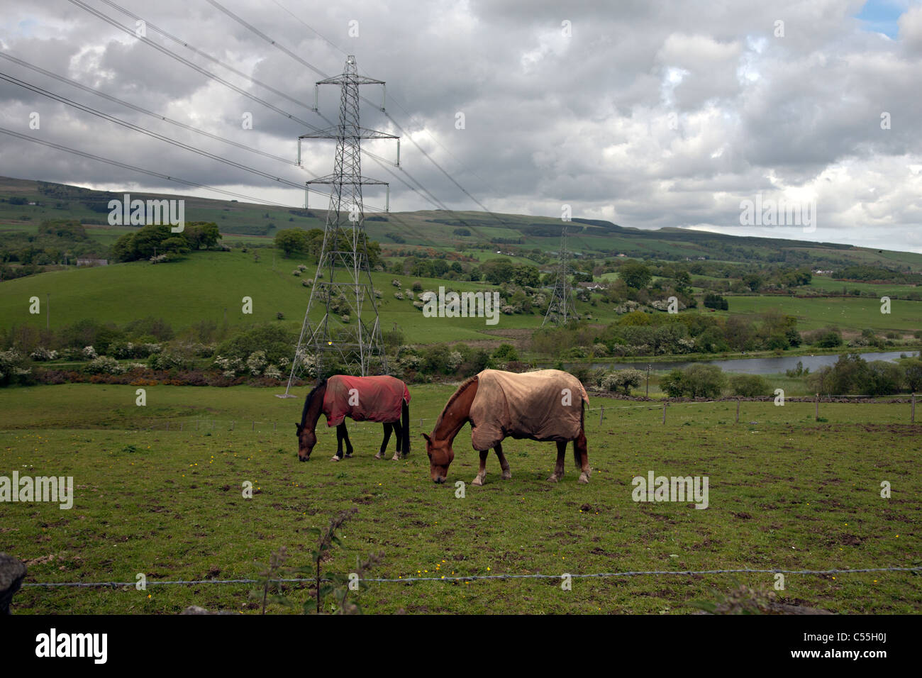 Scottish field hi-res stock photography and images - Alamy