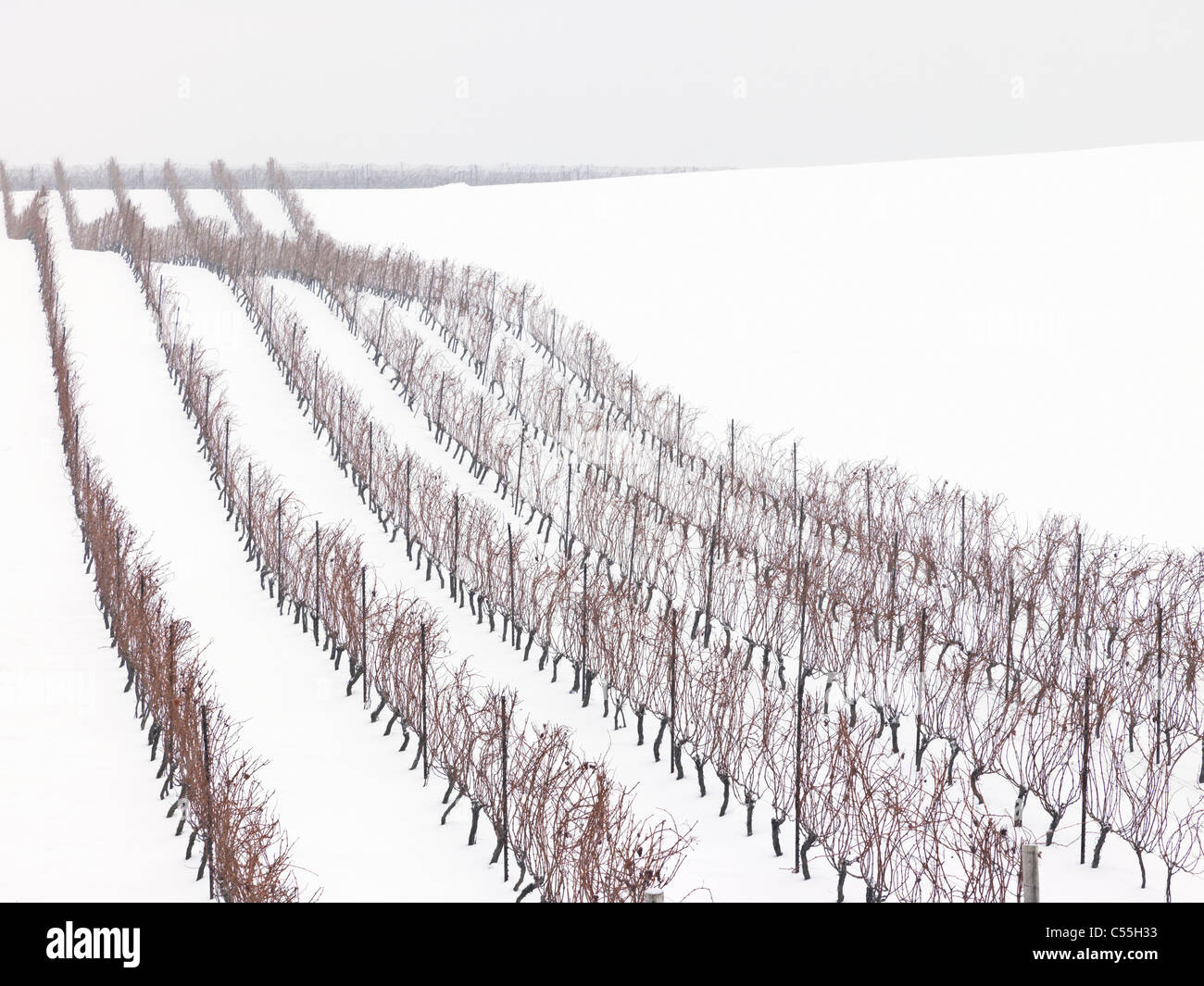 Vineyard in a snowy landscape, Ontario, Canada Stock Photo - Alamy