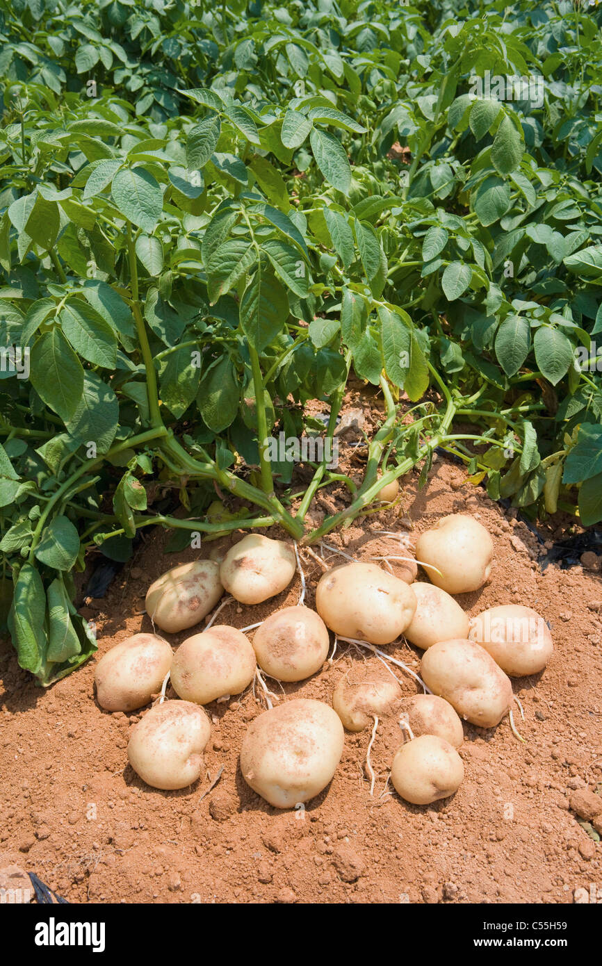 potatoes on the ground Stock Photo - Alamy