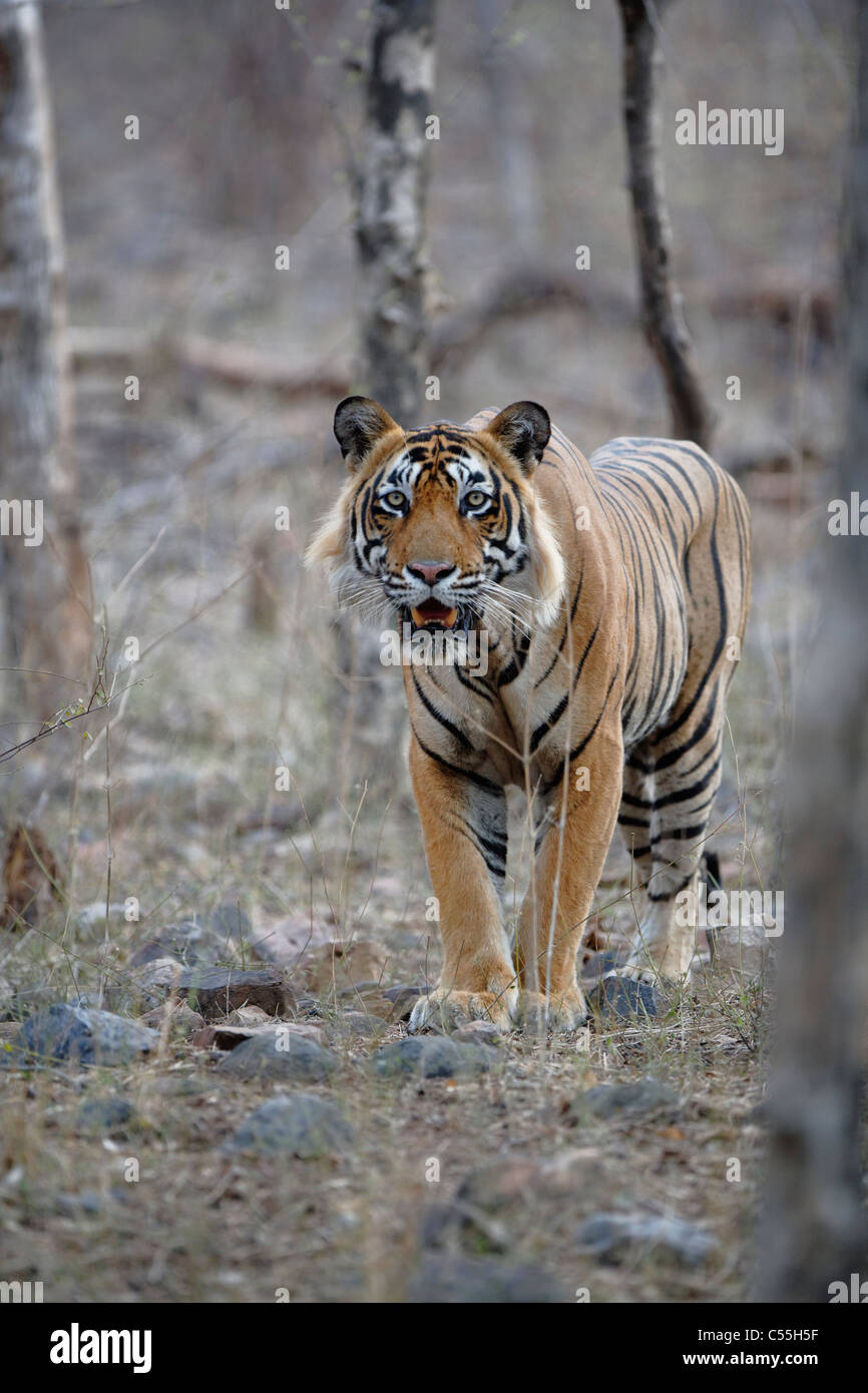 Tiger stalking prey hi-res stock photography and images - Alamy