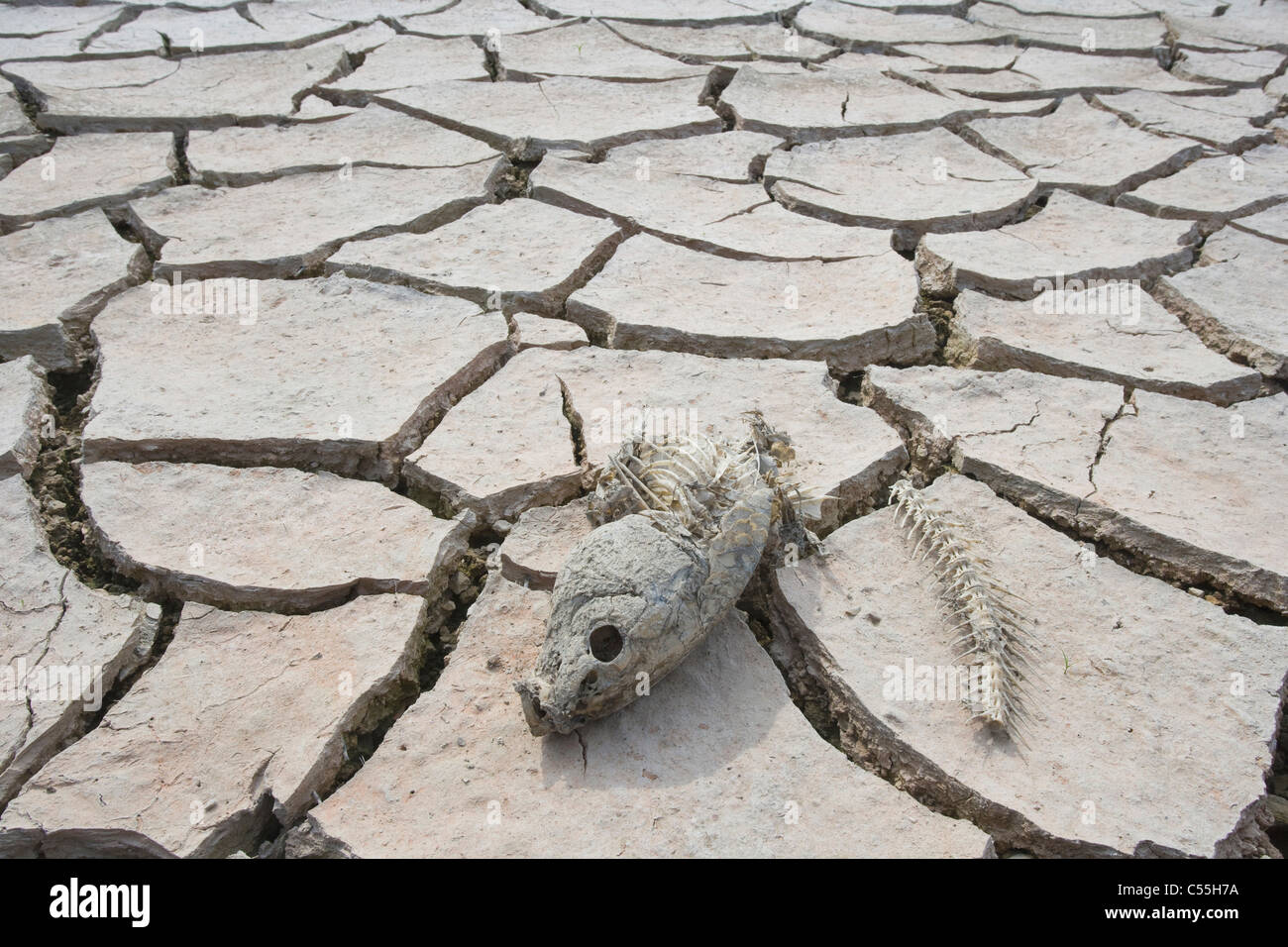 dead fish on cracked ground from a drought Stock Photo - Alamy