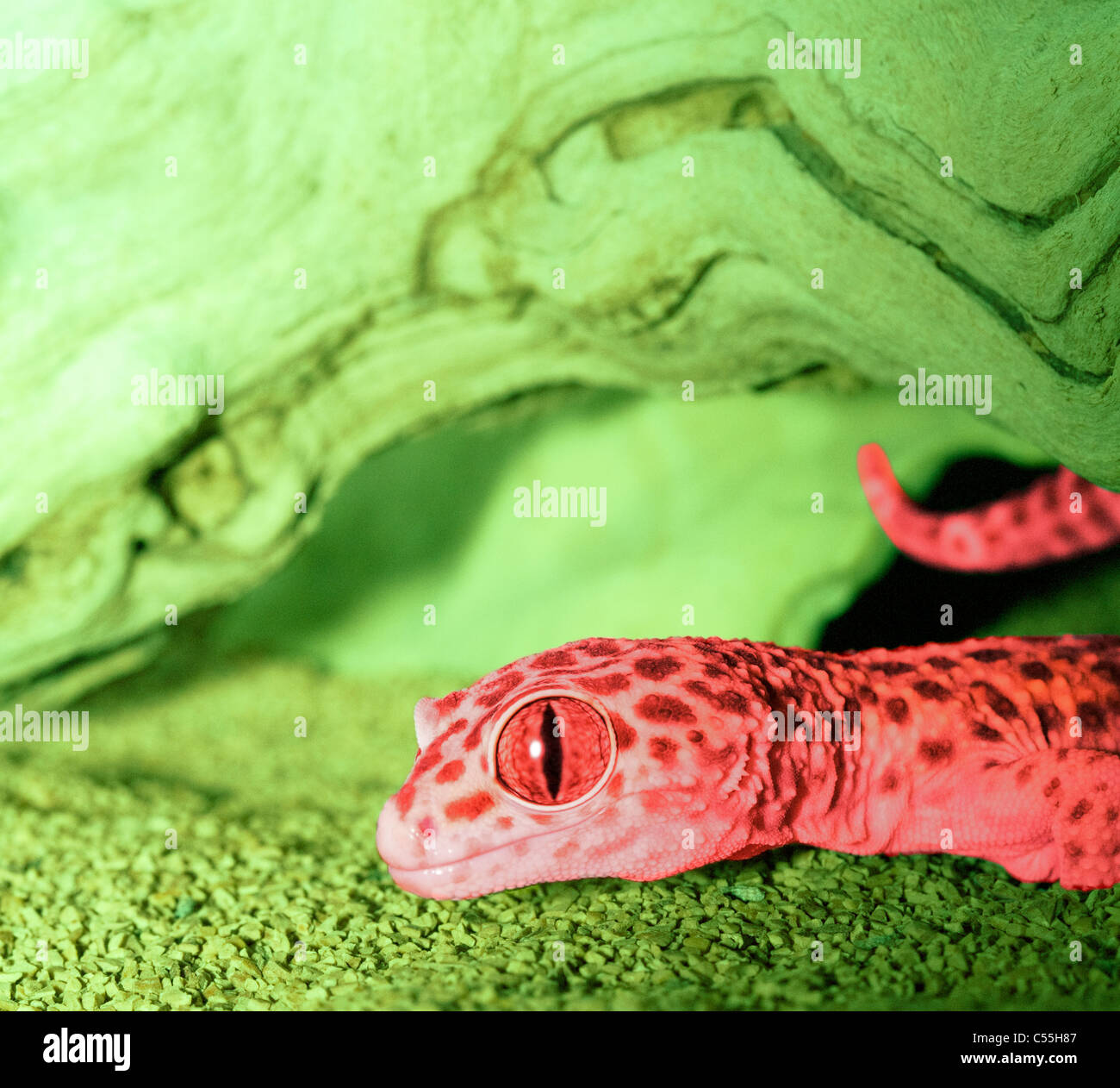 A Digitally Altered Gecko With A Devil Like Appearance Stock Photo - Alamy