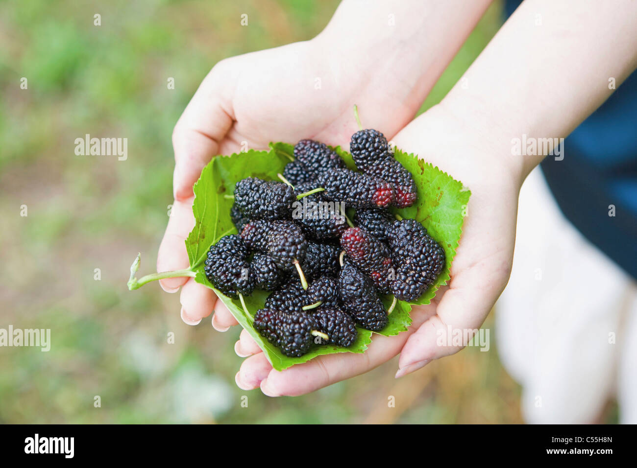 wild raspberries in woman hands Stock Photo - Alamy