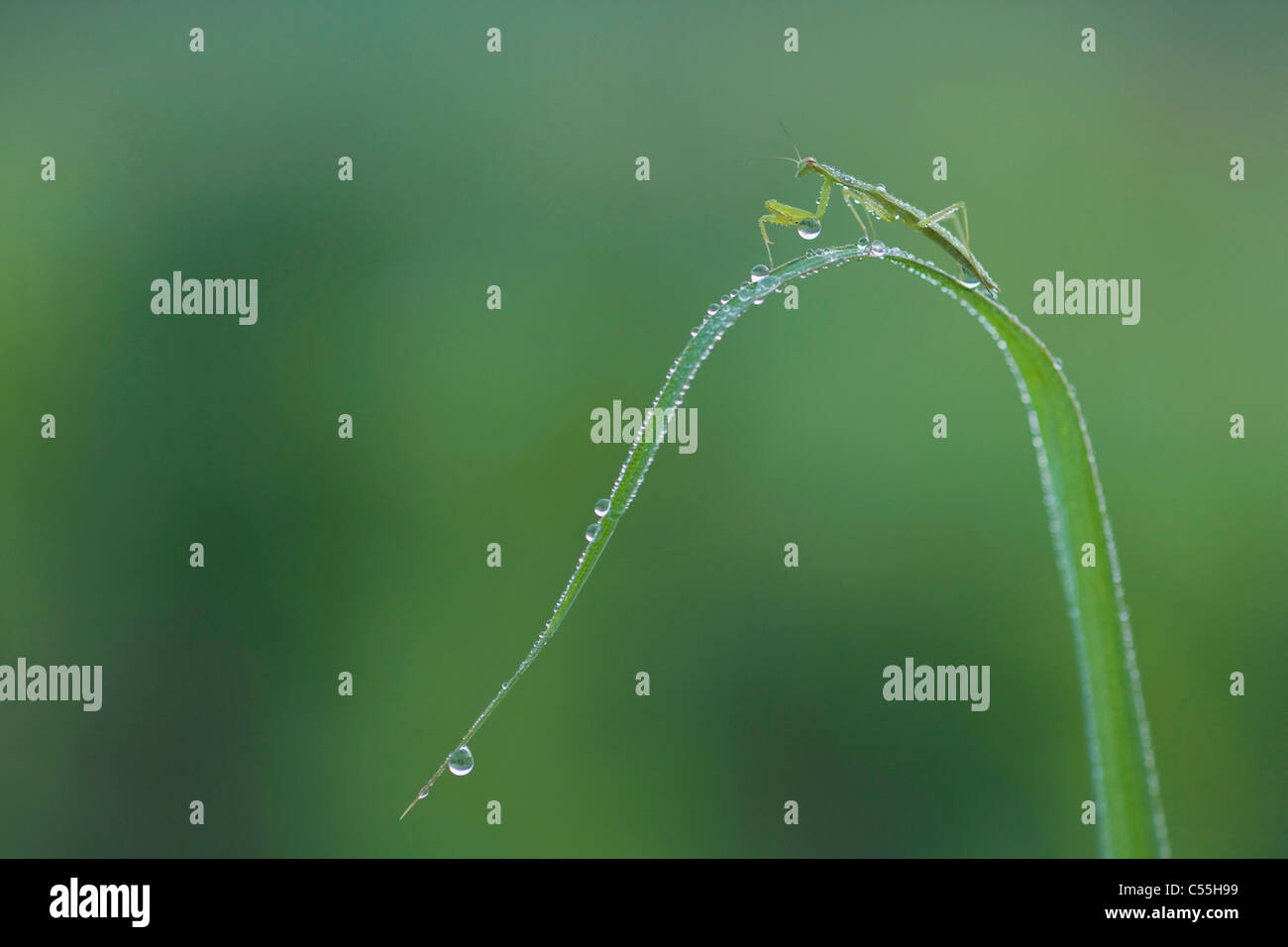 a mantis on the leaf Stock Photo - Alamy