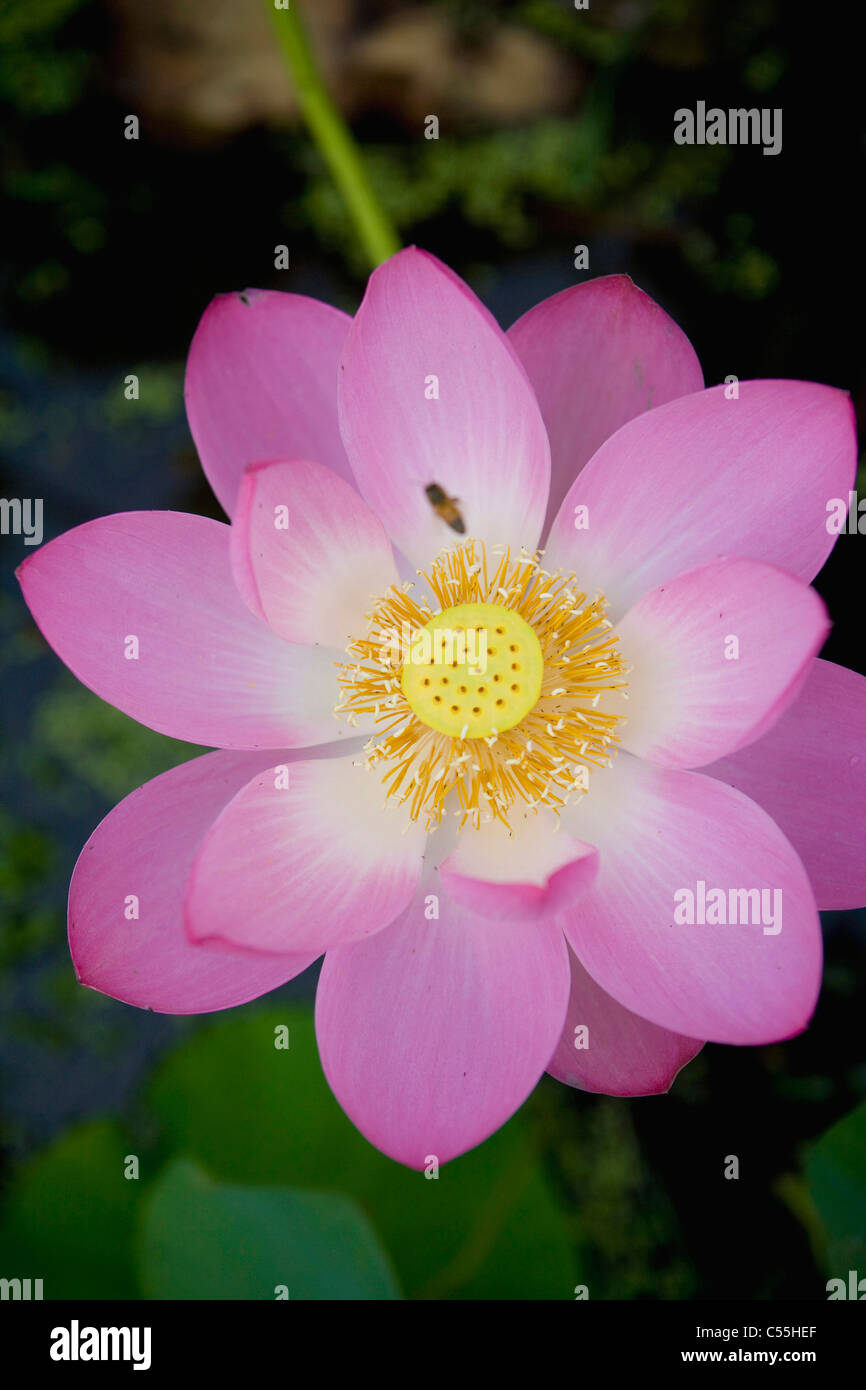 bee in the lotus flower Stock Photo - Alamy