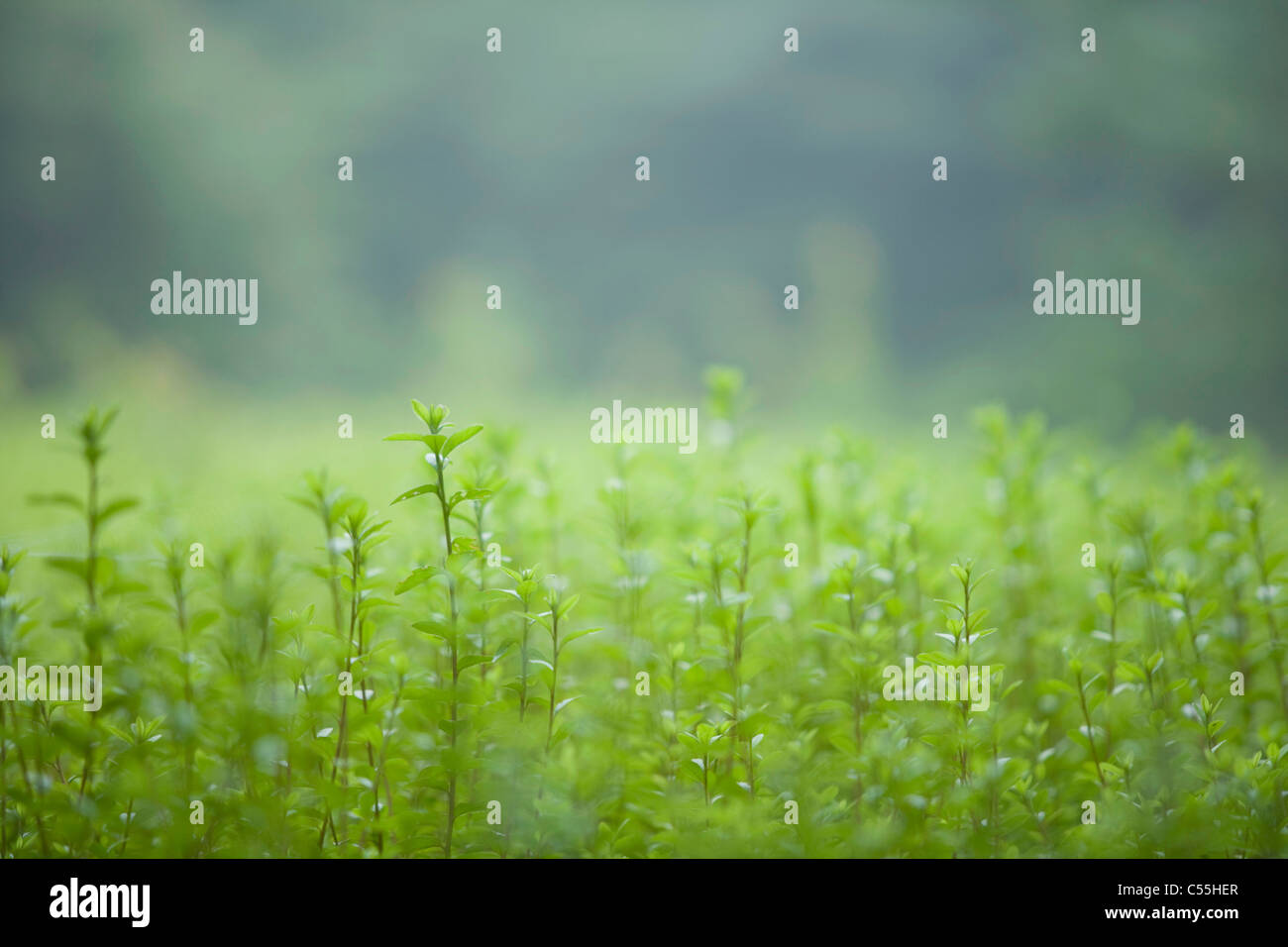 green sprouts in spring time Stock Photo - Alamy