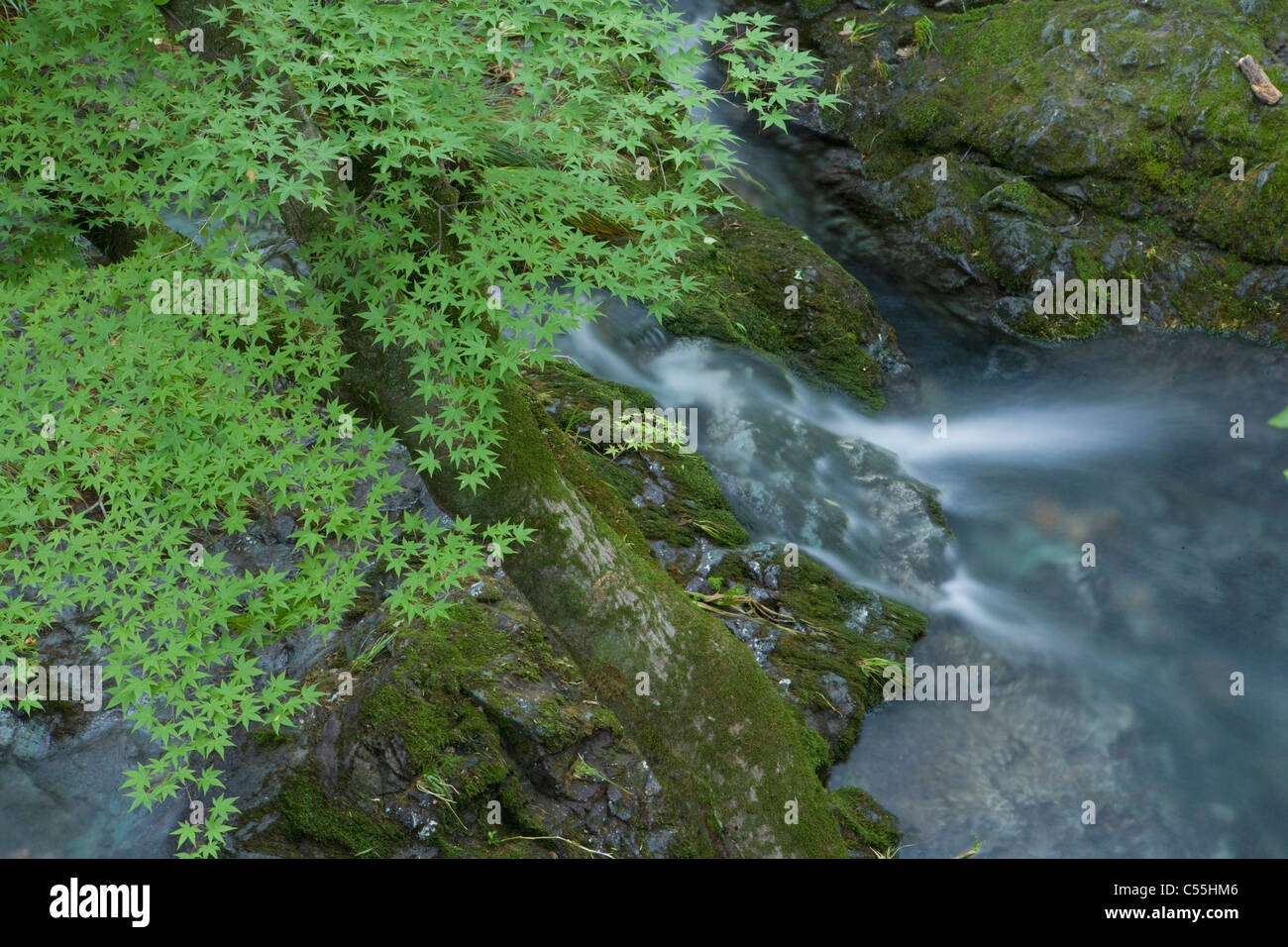 maple tree leaves near the waterfall Stock Photo - Alamy