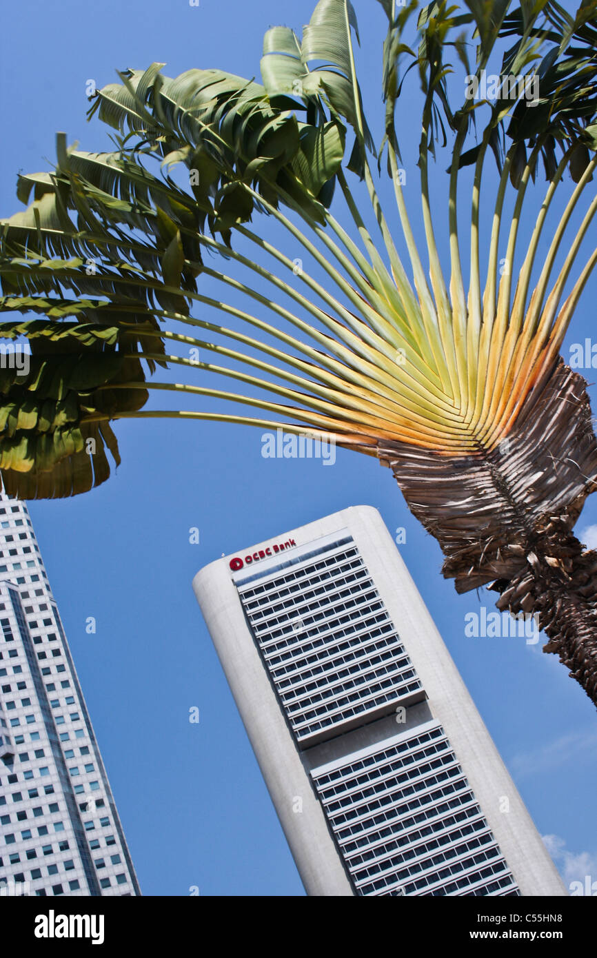 OCBC Bank Singapore Skyline Fan Palm tree Stock Photo - Alamy