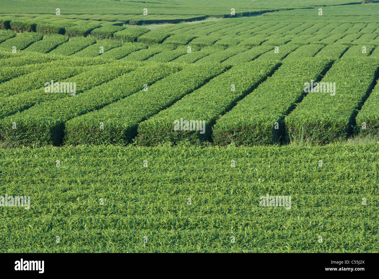 green tea field Stock Photo - Alamy