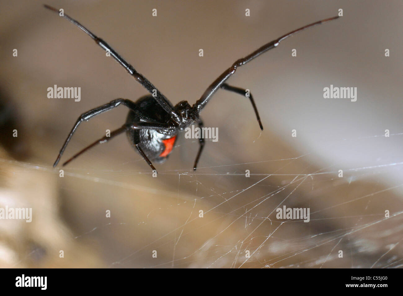 Close-up of a Black widow spider Stock Photo - Alamy