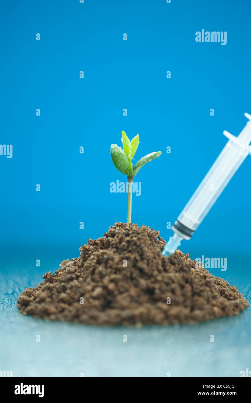 inject on spring sprout Stock Photo - Alamy