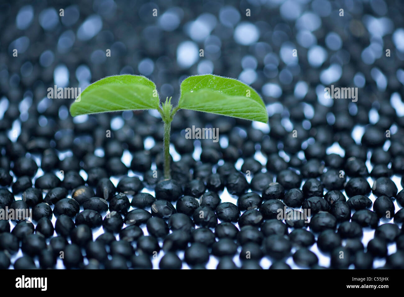 sprout on the black bean Stock Photo - Alamy