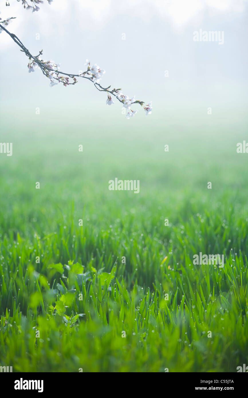 foggy landscape in spring time Stock Photo - Alamy