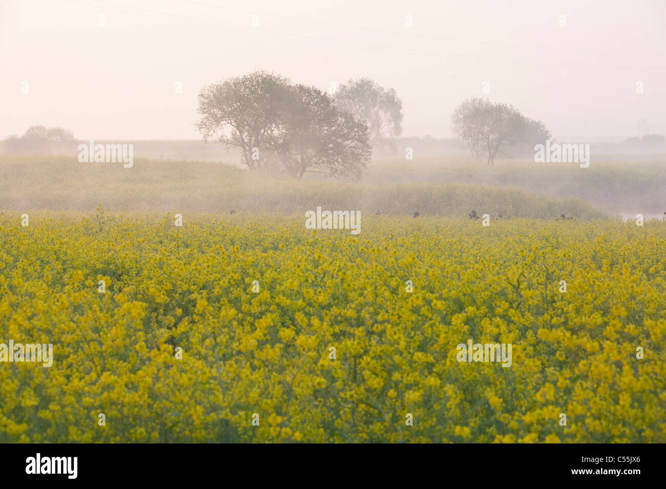 flower field in fog Stock Photo - Alamy