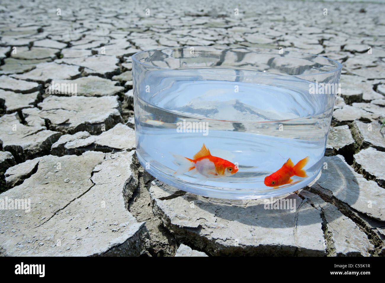 gold fish in fishbowl on waste land Stock Photo - Alamy