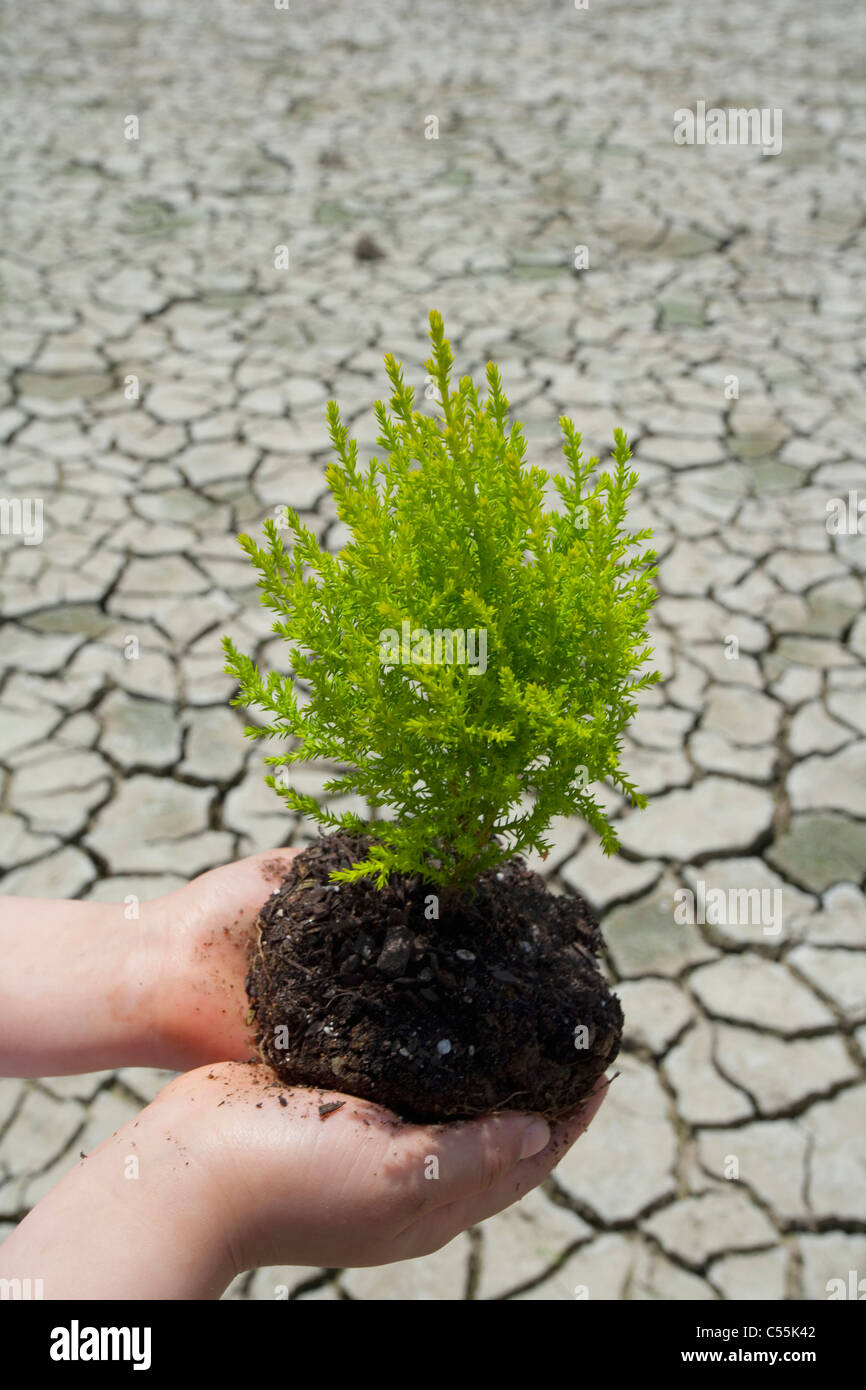 Sprout plant in dry ground hi-res stock photography and images - Alamy