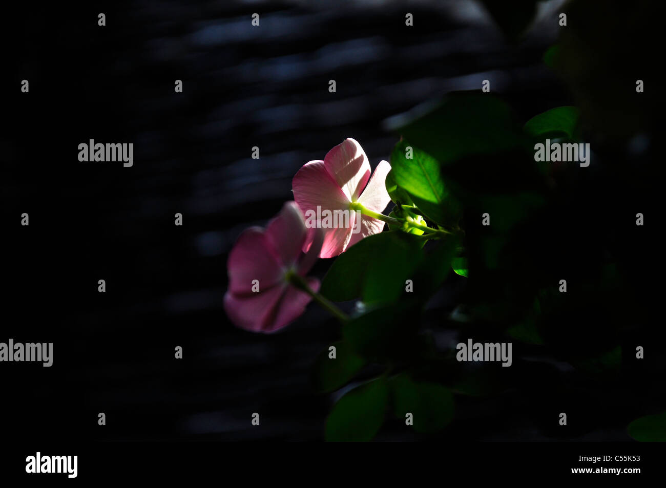 Pink flower green backlighting hi-res stock photography and images - Alamy