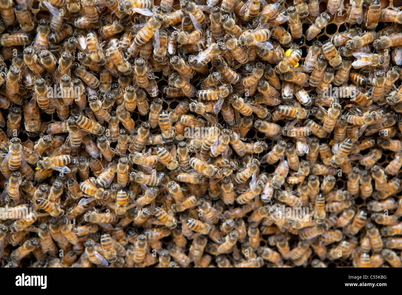 Group of honeybees hi-res stock photography and images - Alamy