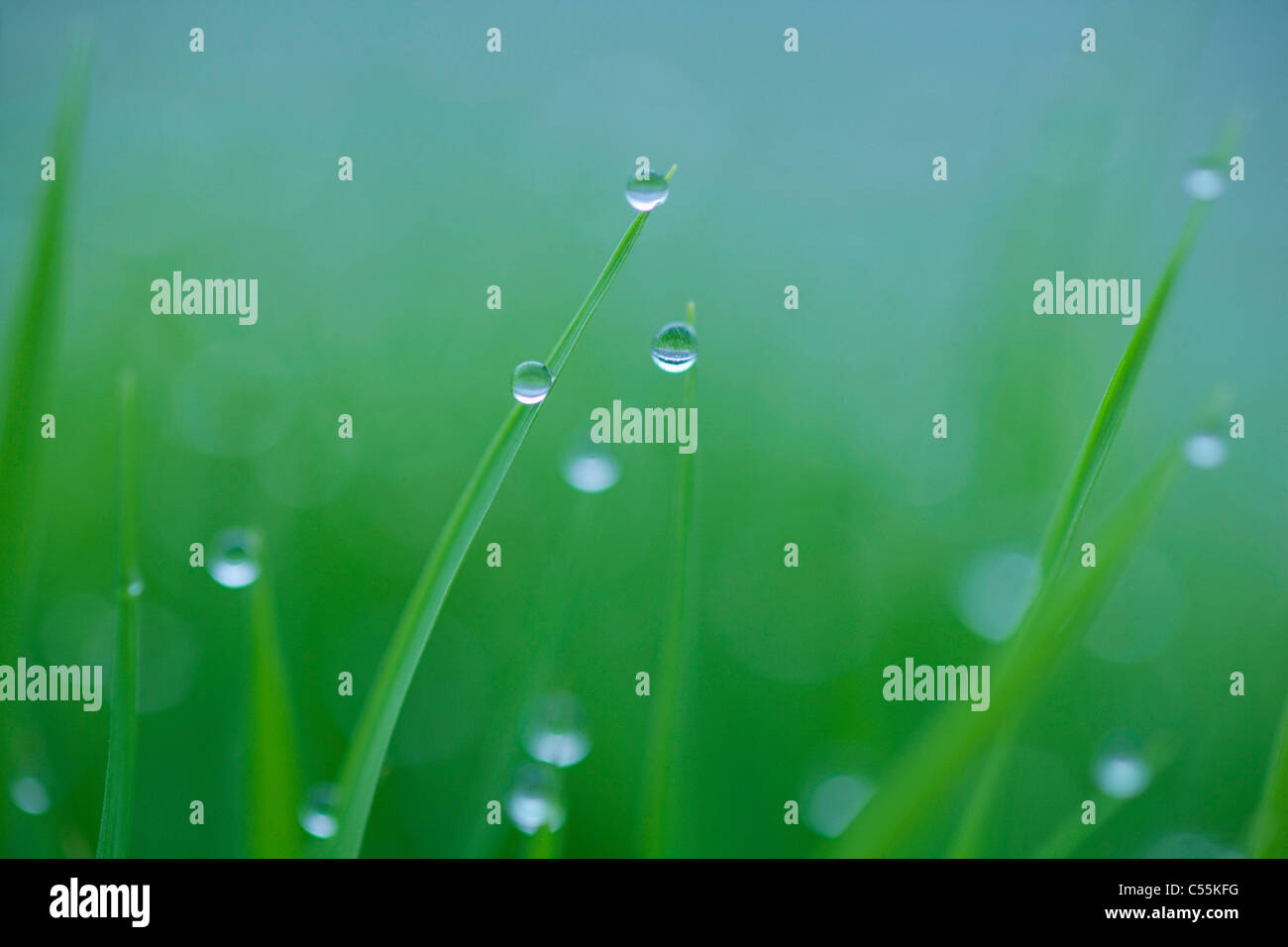 dew on the green leaves Stock Photo - Alamy