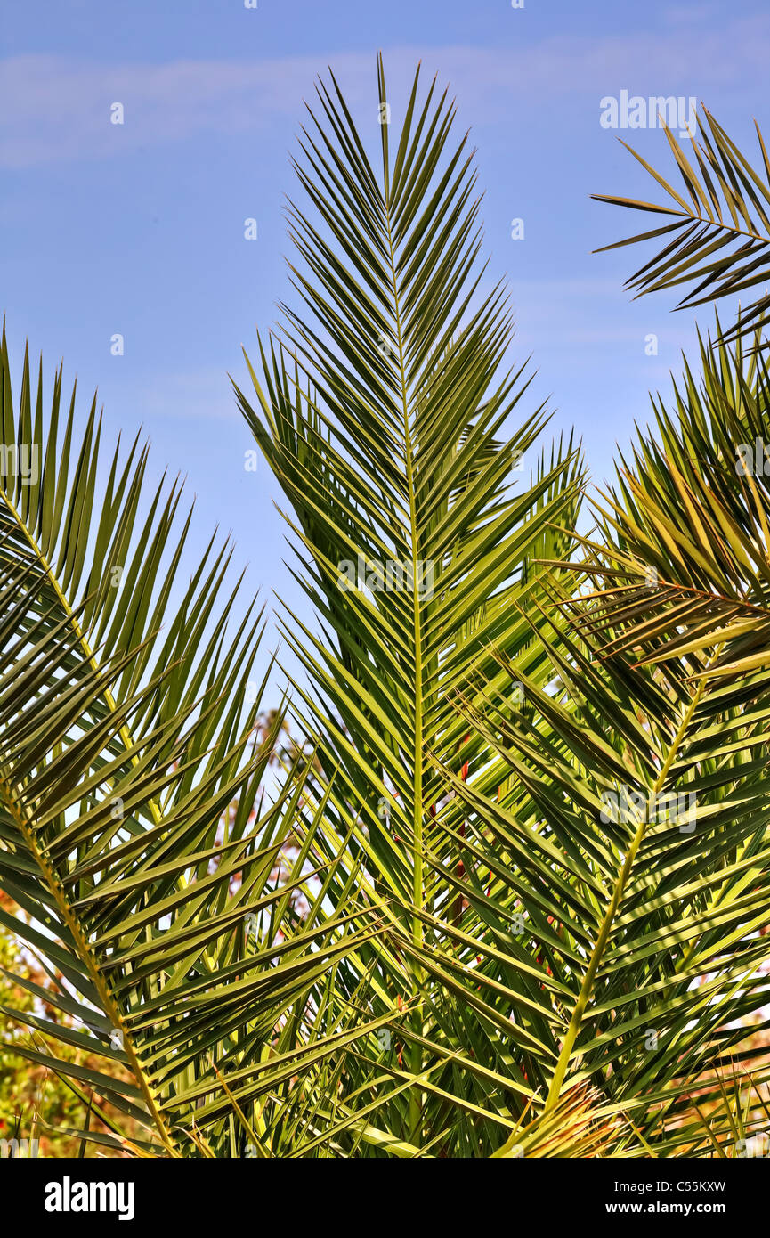 Detail view of a palm tree in Italy Stock Photo - Alamy