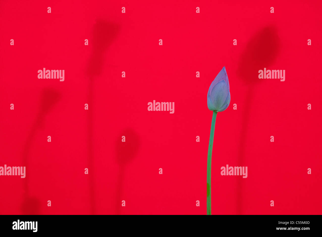 flower and shadow Stock Photo - Alamy