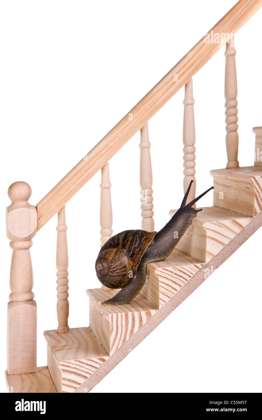 Funny snail making good progress on wooden stairs Stock Photo - Alamy