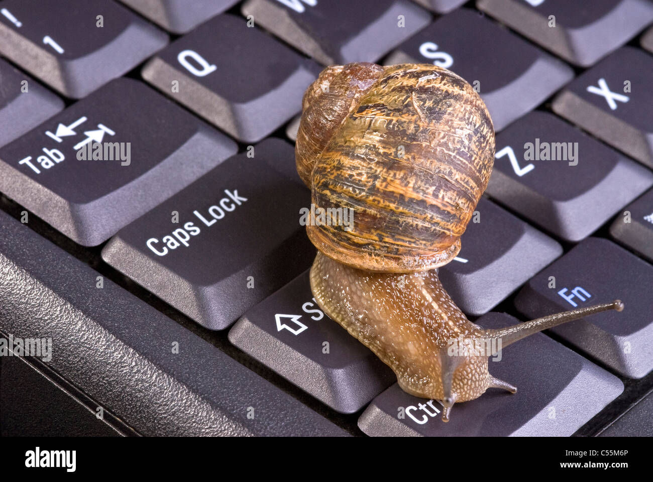 Common brown snail on computer keyboard Stock Photo - Alamy