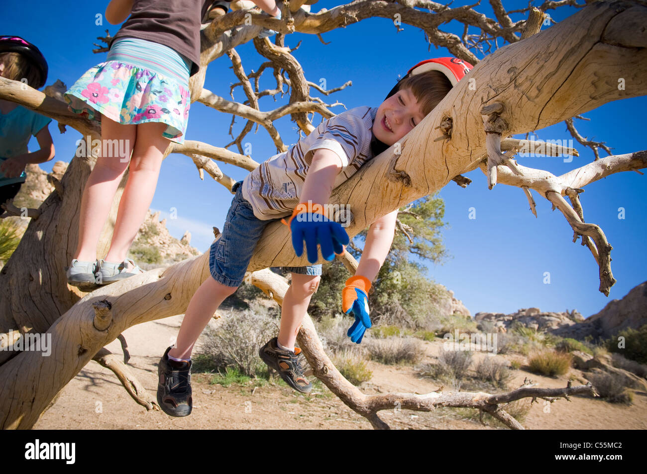 Boy sleeping on a tree branch, Joshua Tree National Monument ...