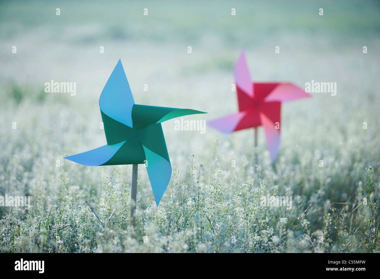 pinwheels in the flower field Stock Photo - Alamy
