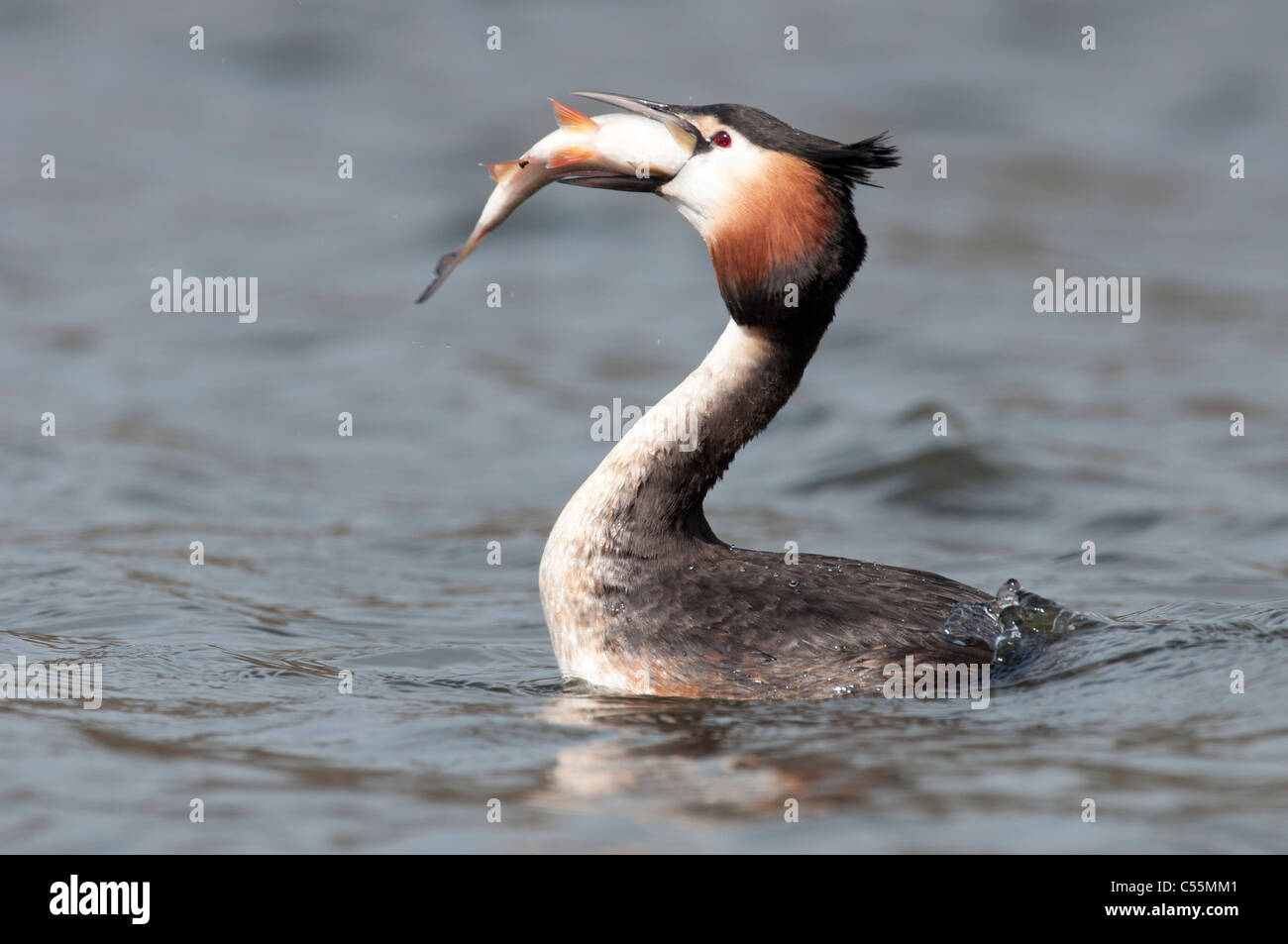 A Great Crested Grebe eating a fish Stock Photo - Alamy