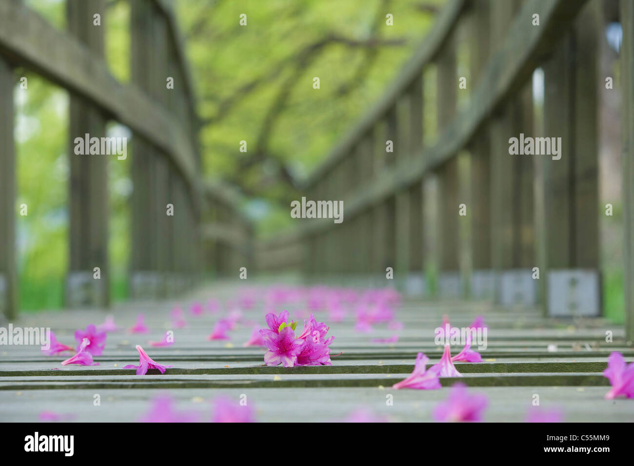pink flowers on the path Stock Photo - Alamy