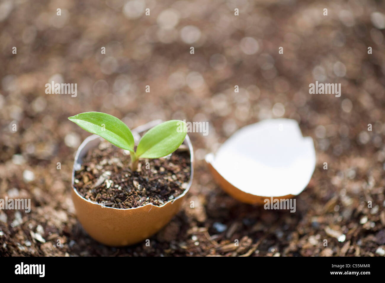 sprouts in an eggshell Stock Photo - Alamy