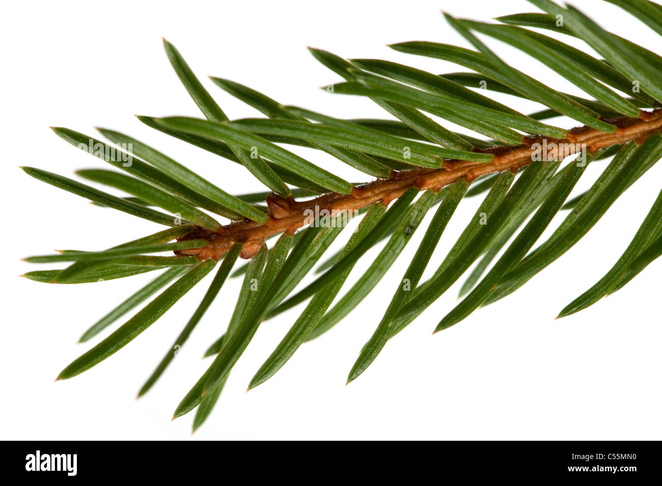 Detail of a spruce tree Stock Photo - Alamy