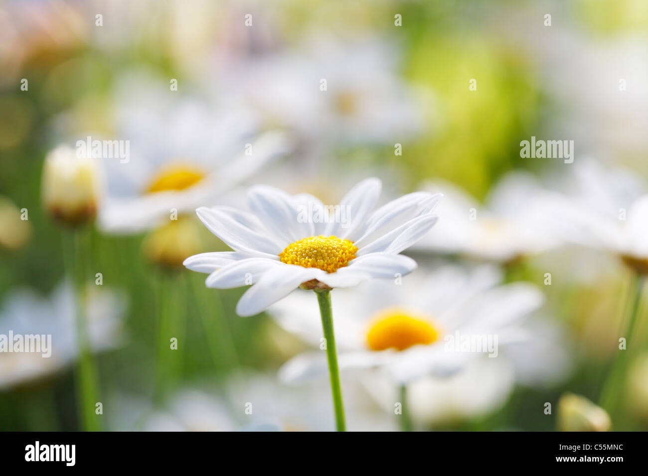 White summer flowers with one single flower in focus Stock Photo - Alamy