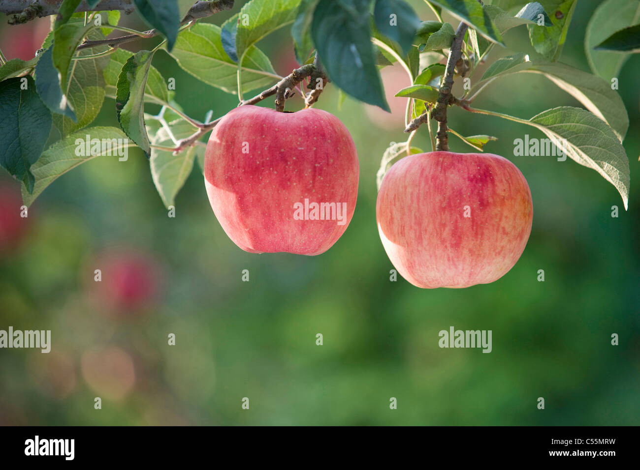 two apples fruit on branches Stock Photo - Alamy